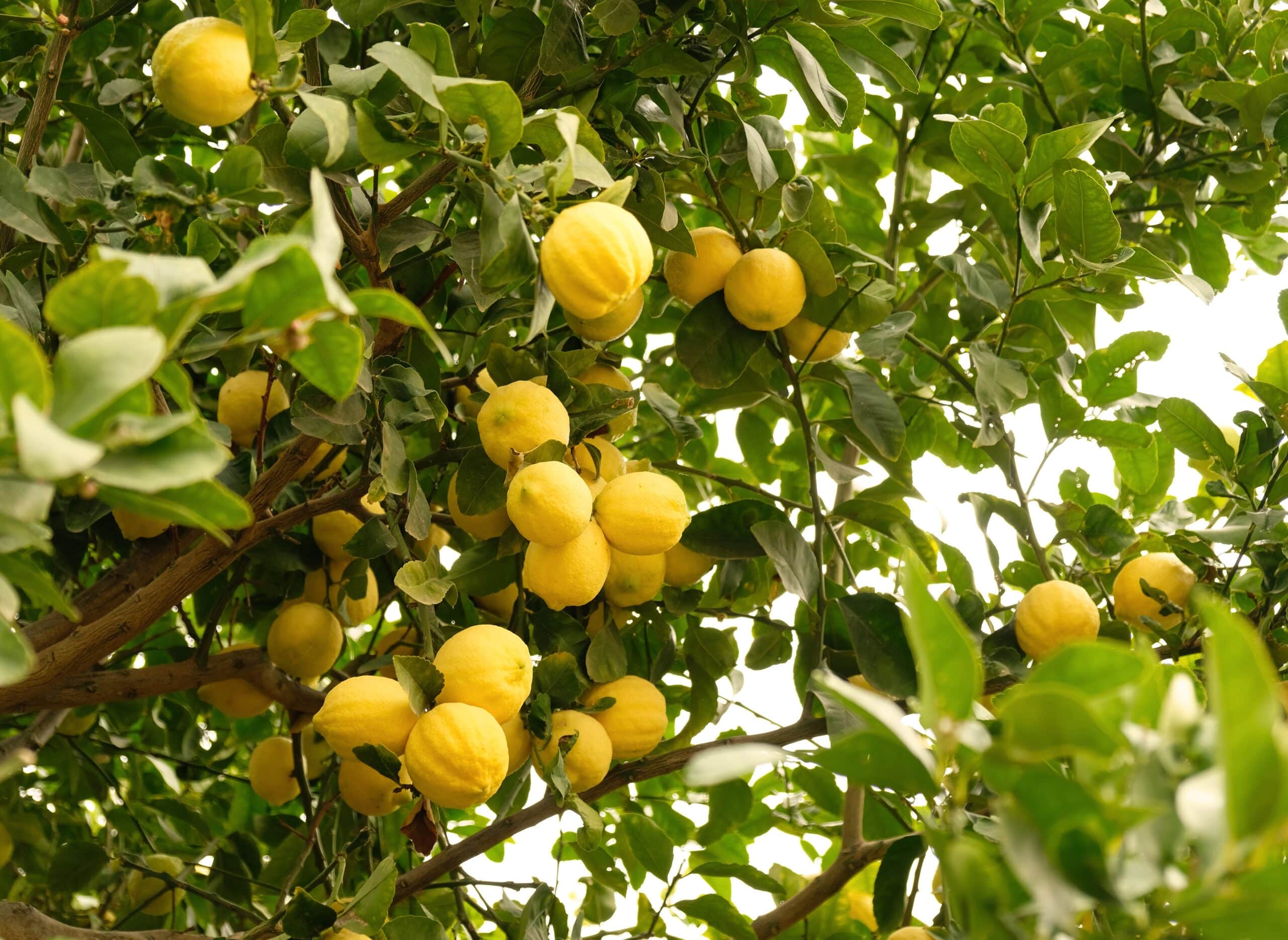Limonar de Santomera, Líder en la Producción de Cítricos Ecológicos ...